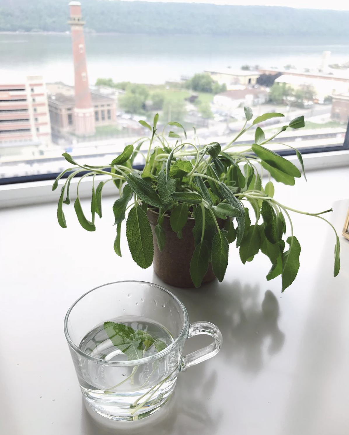 How Sage Tea Supports Fat Digestion - Organic Olivia » Organic Olivia