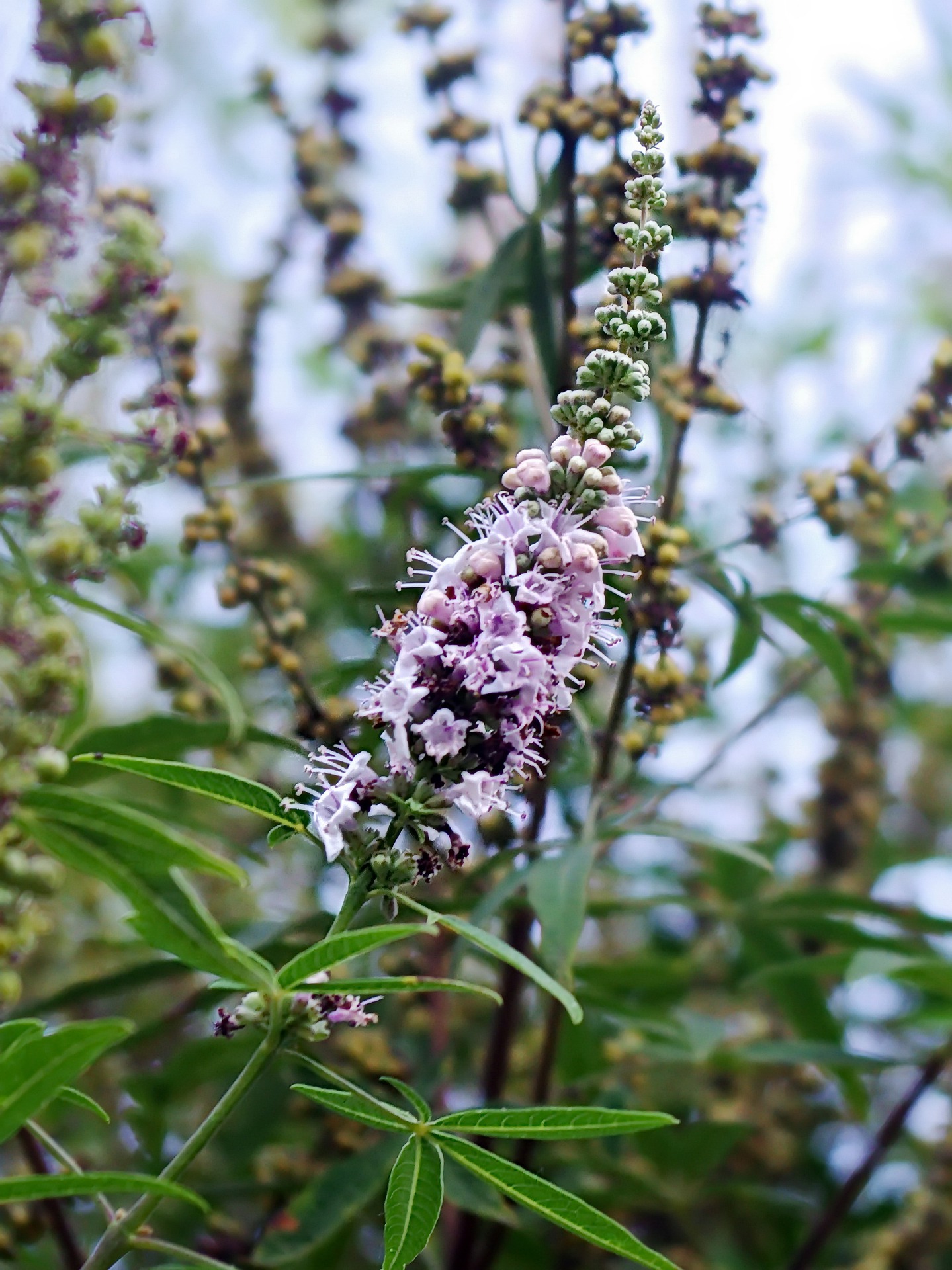 Chaste Tree Berry - Organic Olivia » Organic Olivia