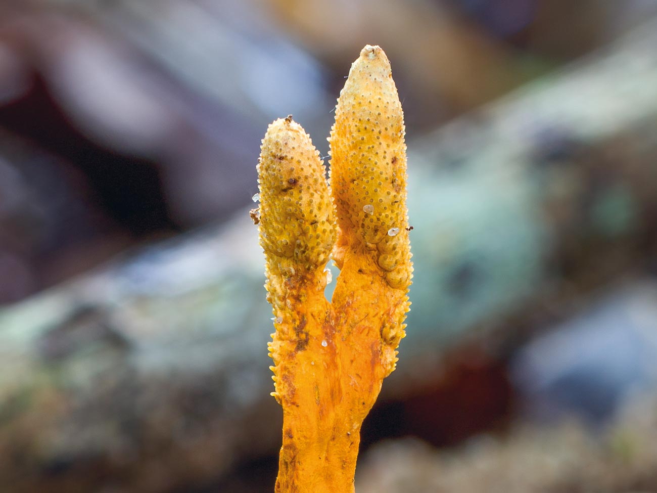 Cordyceps - Organic Olivia » Organic Olivia