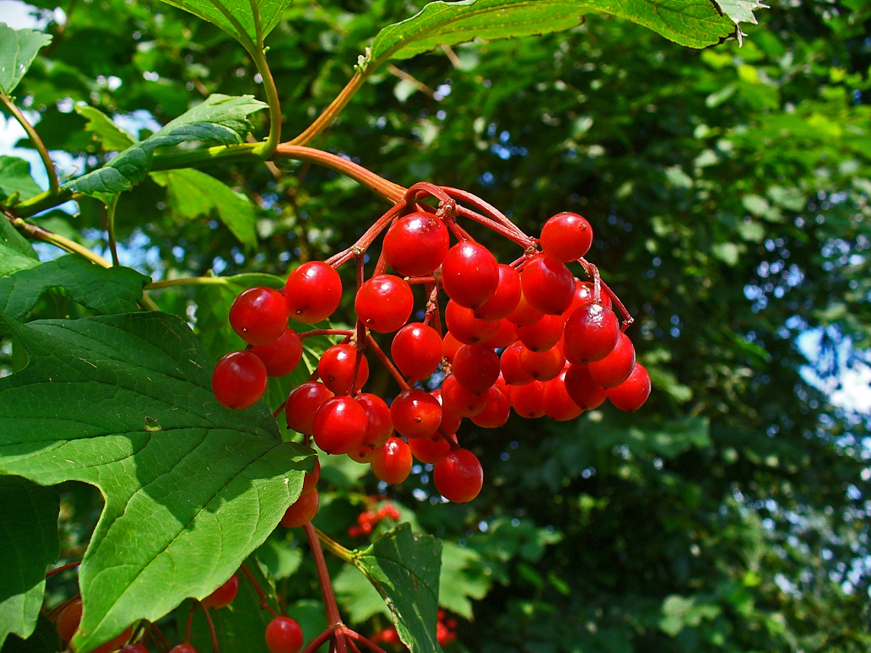 Cramp Bark - Organic Olivia » Organic Olivia