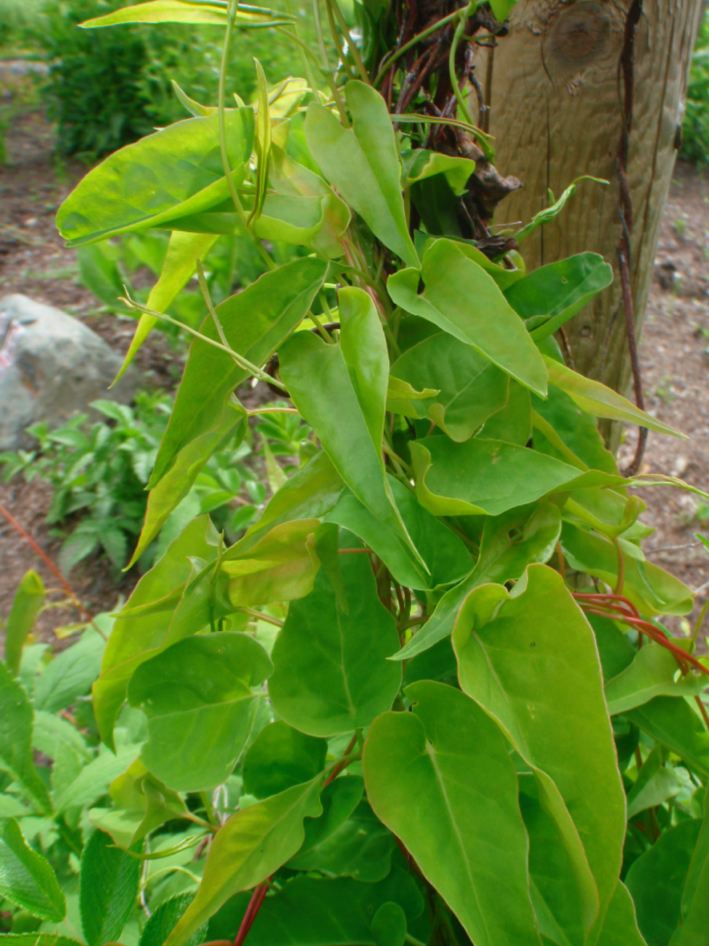 Fo-ti - Organic Olivia » Organic Olivia