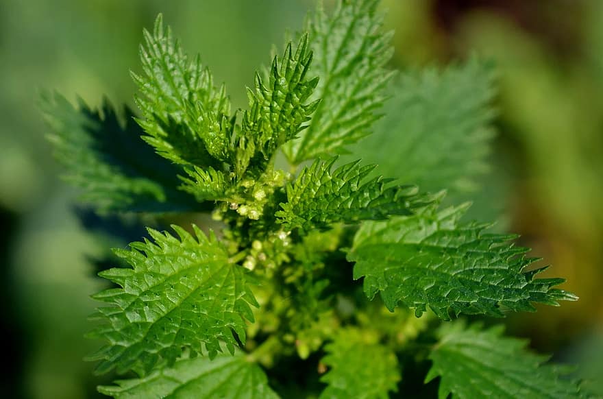 Nettle - Organic Olivia » Organic Olivia