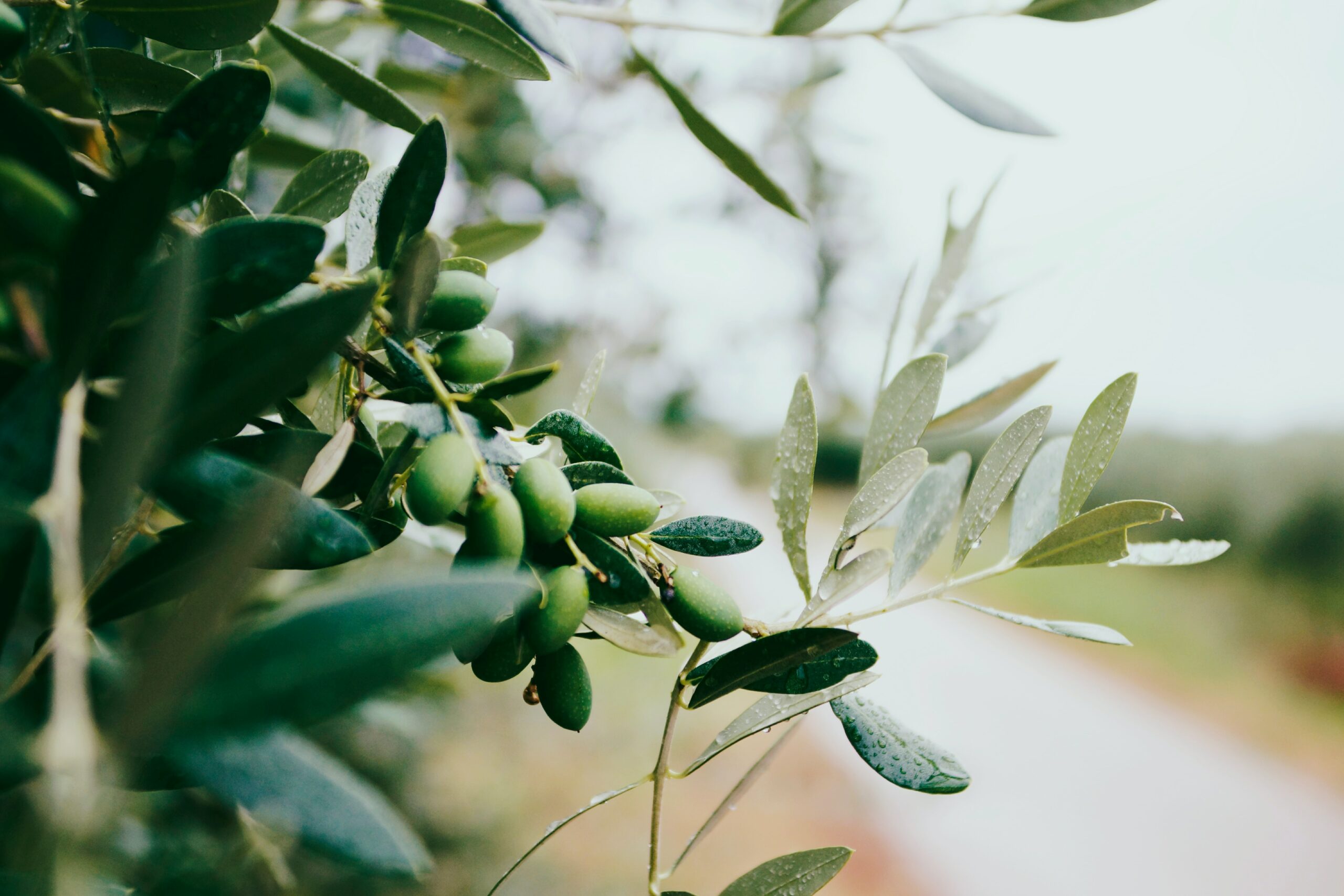 Olive Leaf - Organic Olivia » Organic Olivia
