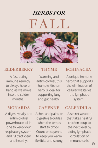 Herbs For Fall: Lung + Immune Support Essentials - Organic Olivia ...