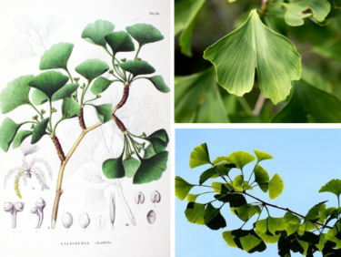 Meet the Herb: Gingko - Organic Olivia » Organic Olivia