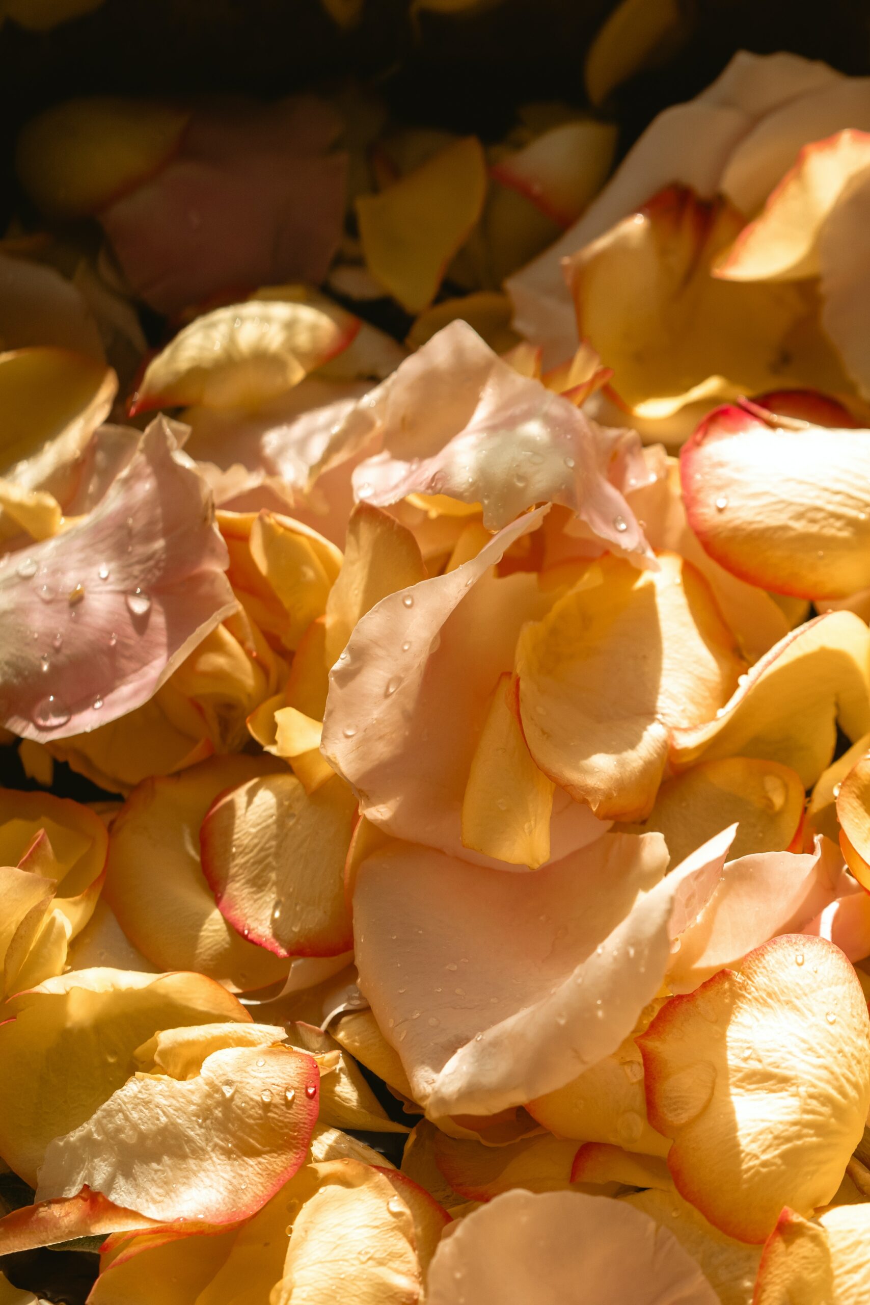 Year of The Rose: Rose Benefits in Herbal Medicine - Organic Olivia ...