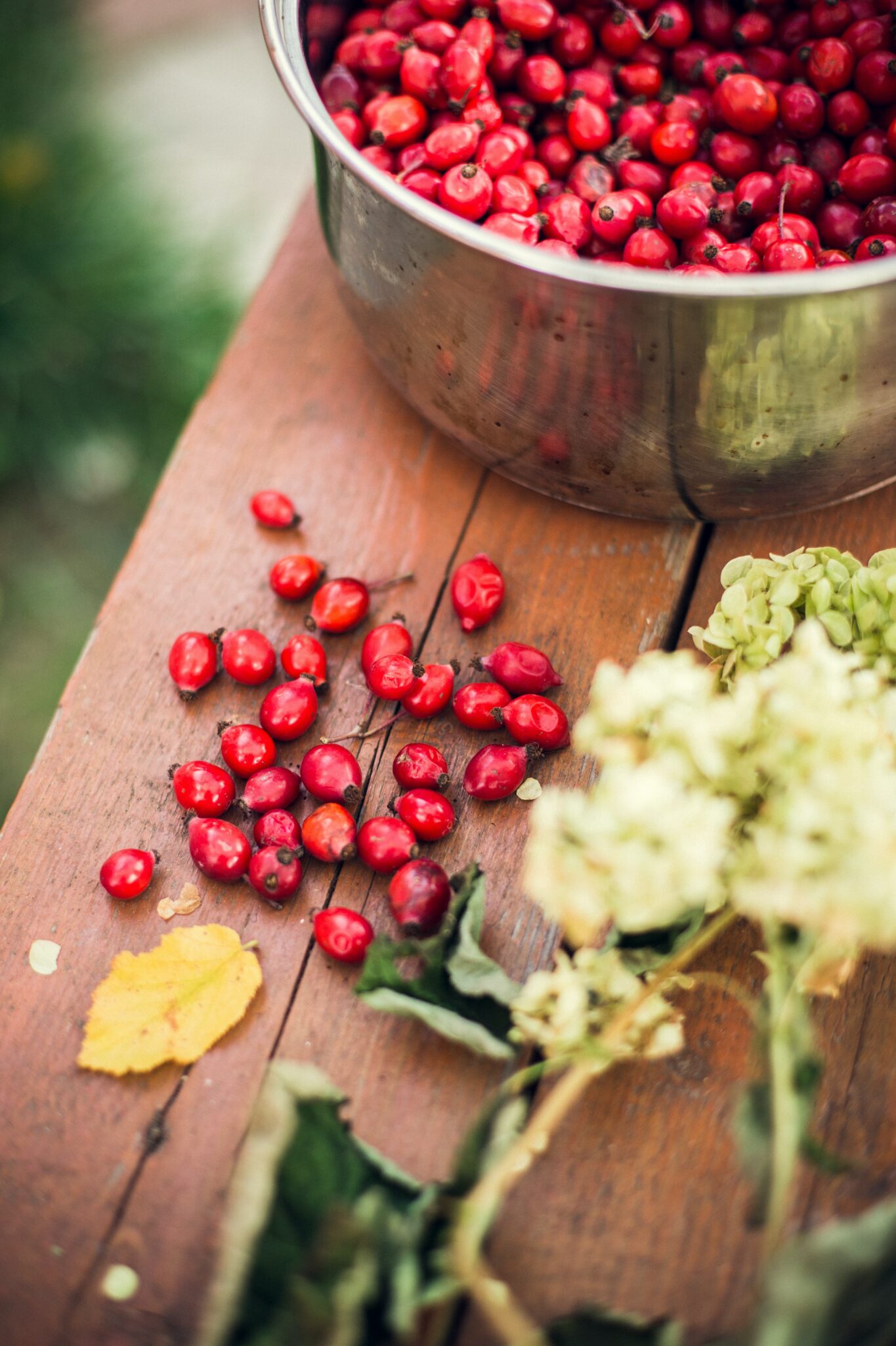 All About Rosehips: The Multifaceted Fruit - Organic Olivia » Organic ...