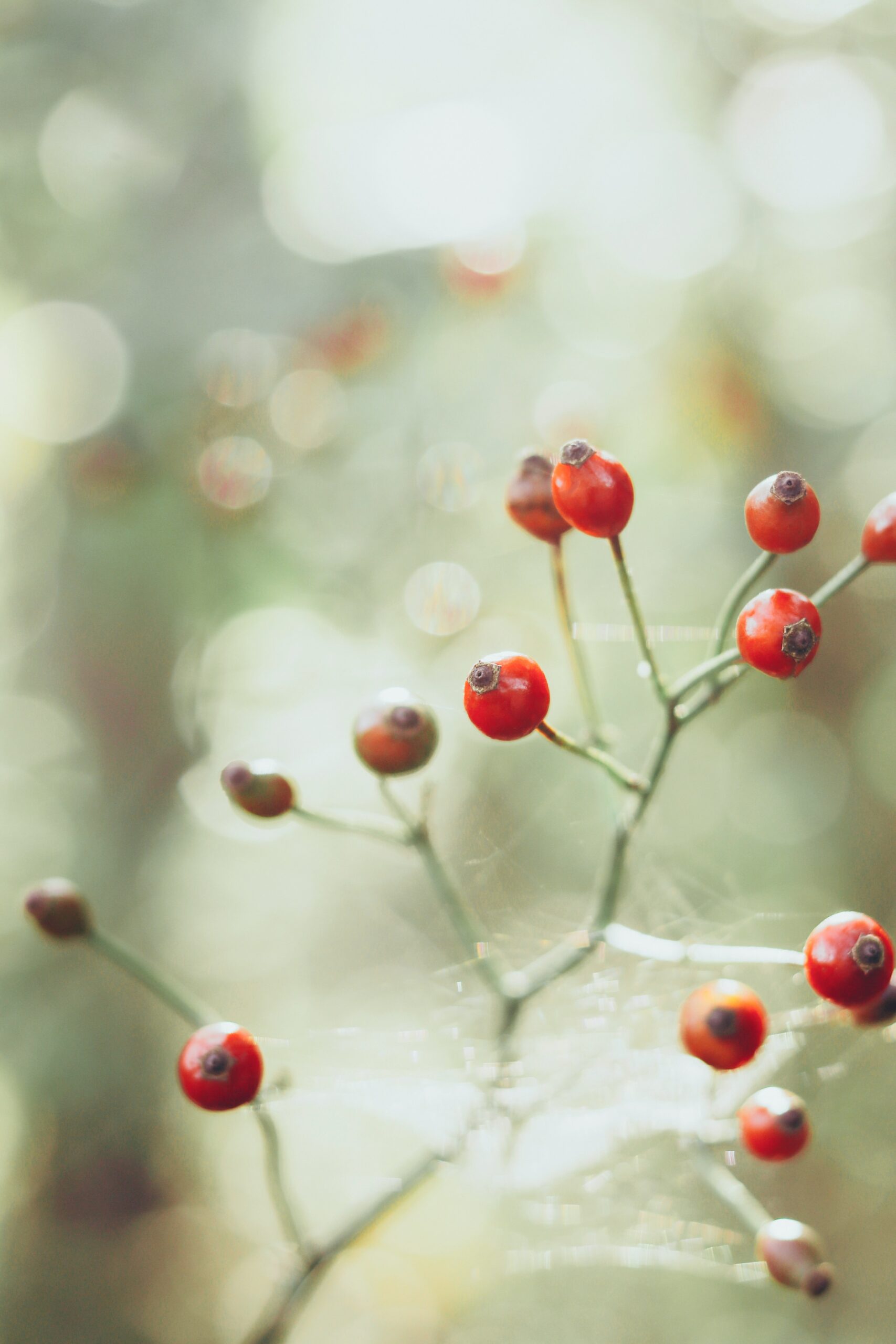 All About Rosehips: The Multifaceted Fruit - Organic Olivia » Organic ...