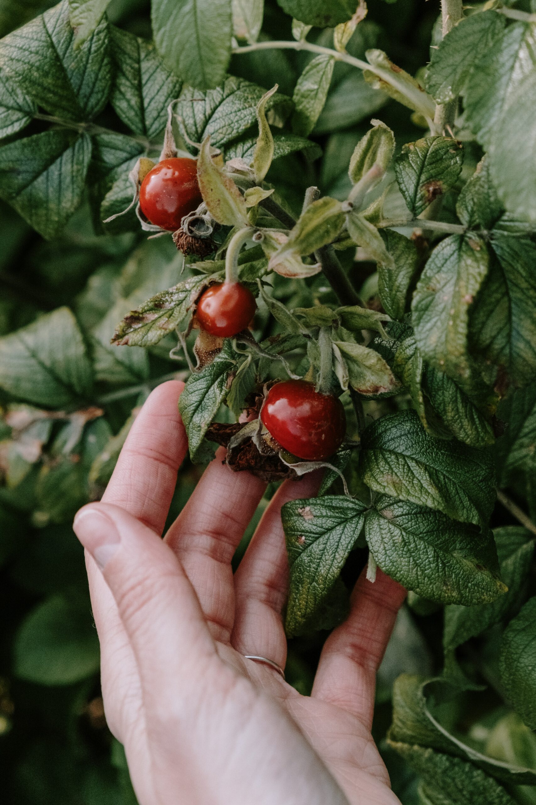 All About Rosehips: The Multifaceted Fruit - Organic Olivia » Organic ...