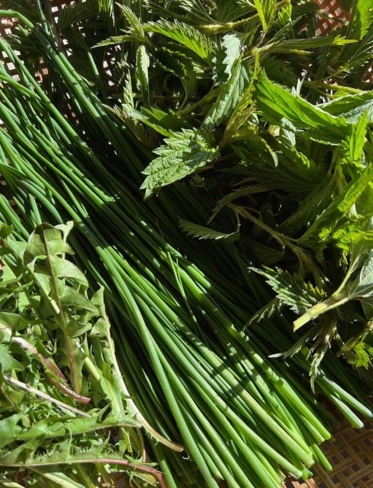 How to Make Flavorful Herbal Salt Blends - Organic Olivia » Organic Olivia