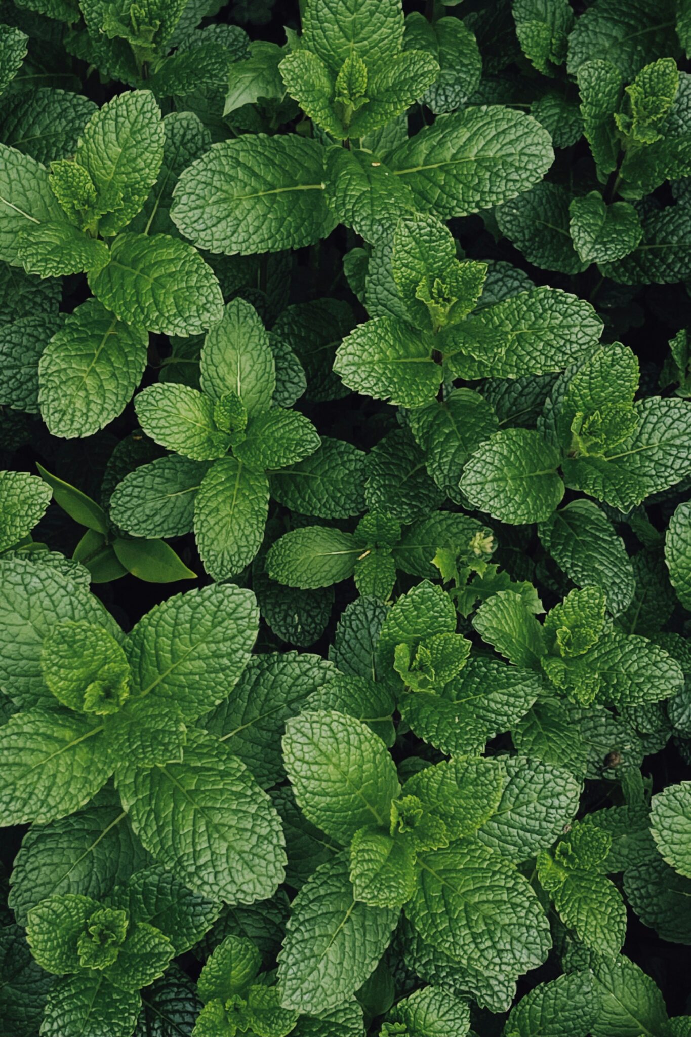 5 Cooling Herbs for Summer - Organic Olivia » Organic Olivia
