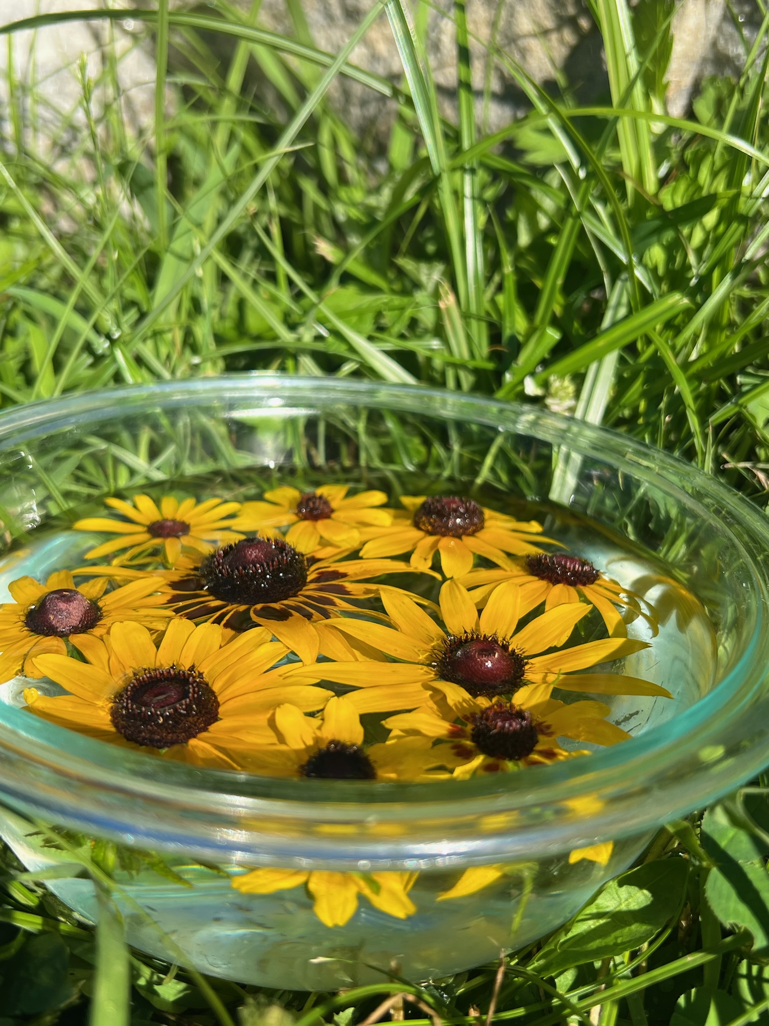 How to Use Flower Essences for Emotional Healing - Organic Olivia ...