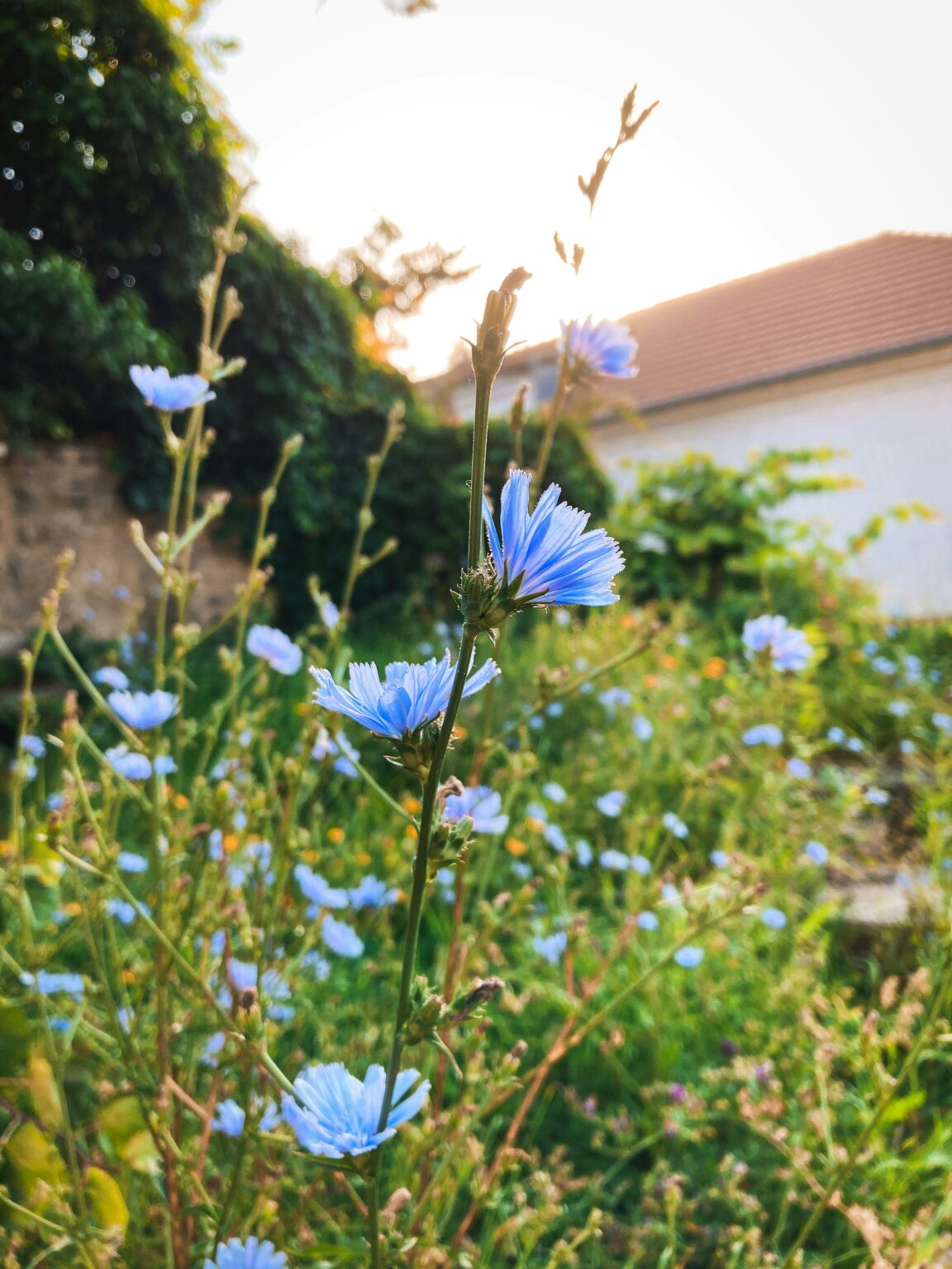 Easy Chicory Latte Recipe - Organic Olivia » Organic Olivia