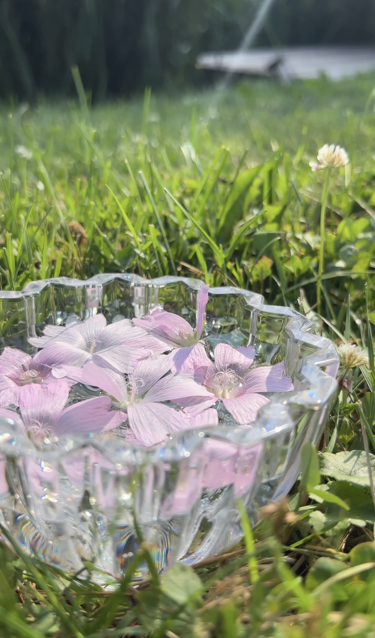 How to Make a Flower Essence - Organic Olivia » Organic Olivia